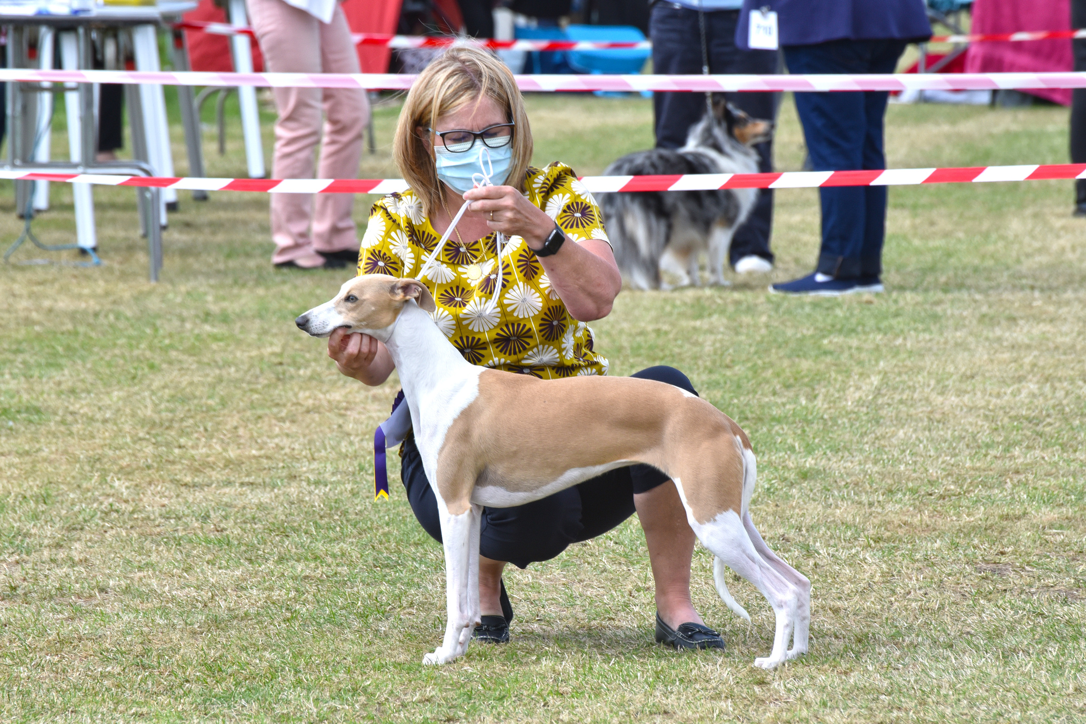 Untitled [selinko-whippets.co.uk]